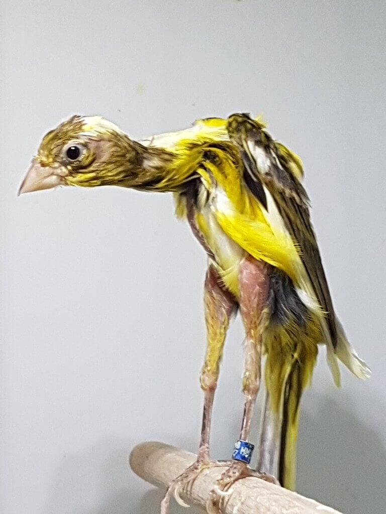 Gibber Italicus Canary